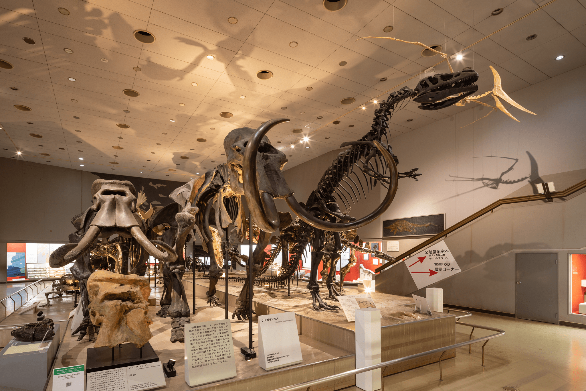 ユニバーサルツーリズム | 大阪市立自然史博物館